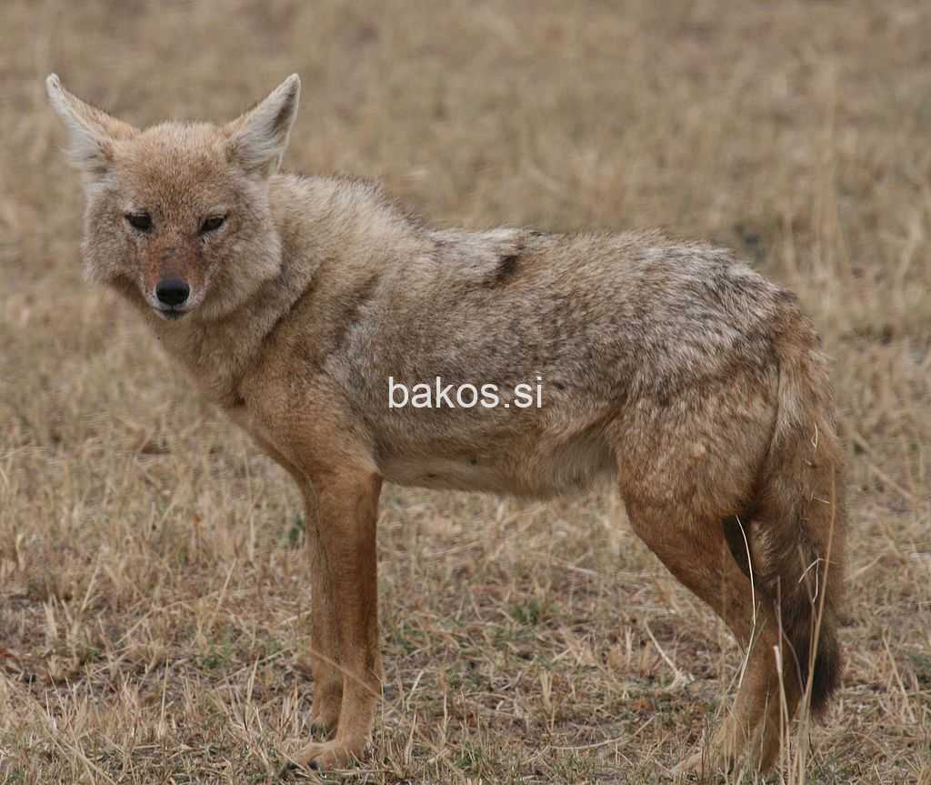 Šakal od 1. maja nič več zaščitena vrsta divjadi - Bakos
