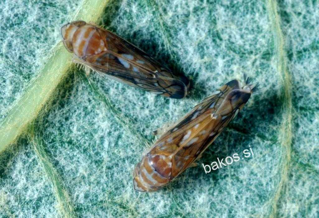 Zlata trsna rumenica – Bakos