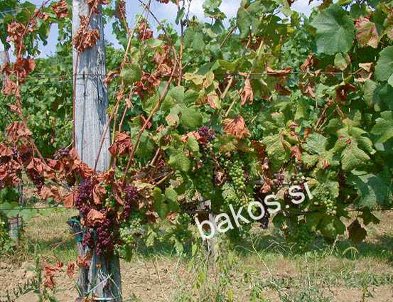 Vinogradniki, pozor: Zlato trsno rumenico so opazili tudi v Črešnjevcih ...